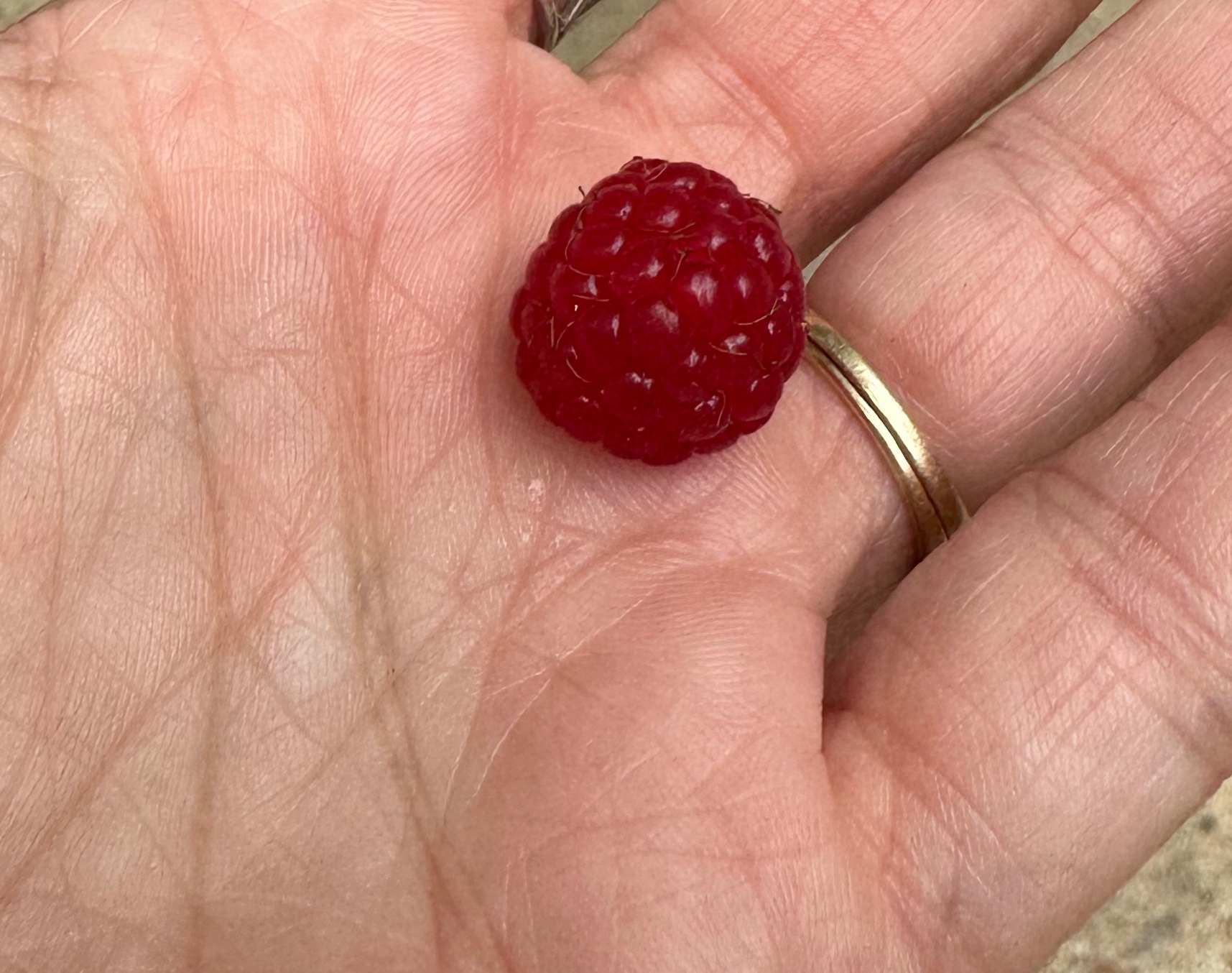 Half a cup of blueberries and one raspberry | Good to be Home